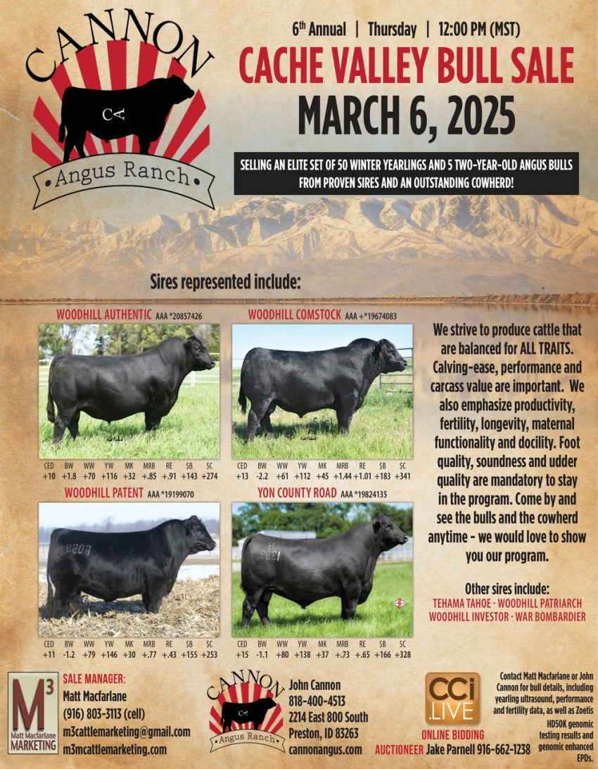Cache Valley Bull Sale, Cannon Angus Ranch, Preston, ID